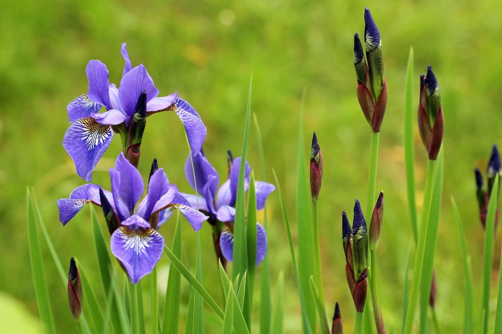 7 Best Fertilizer For Irises - FarmTilling