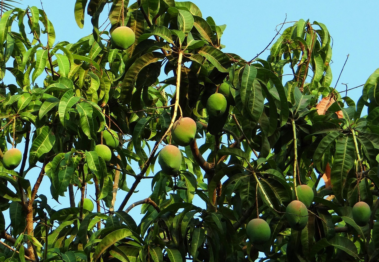 7 Best Fertilizer For Mango Trees In Florida - FarmTilling