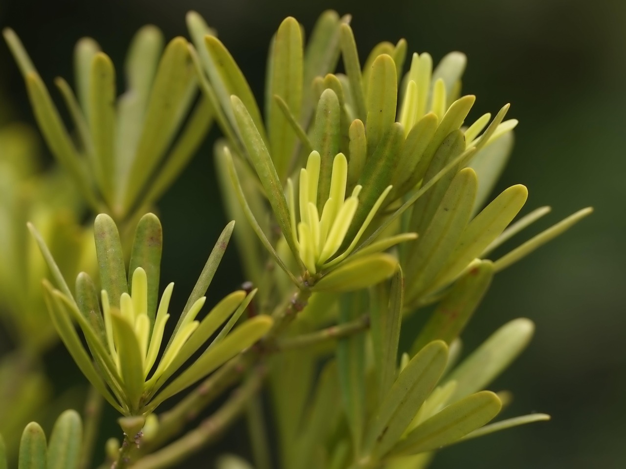 7 Best Fertilizer For Podocarpus In 2025 - FarmTilling