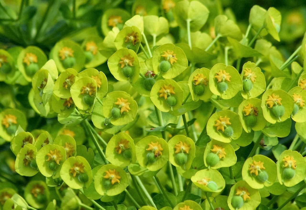 Does Vinegar Kill Spurge - FarmTilling