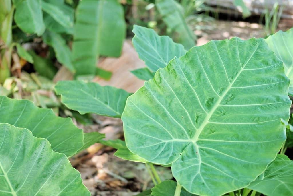 7 Best Fertilizer For Elephant Ears In 2022 - FarmTilling