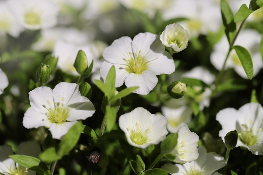20 Best Weed Killer For Chickweed - FarmTilling