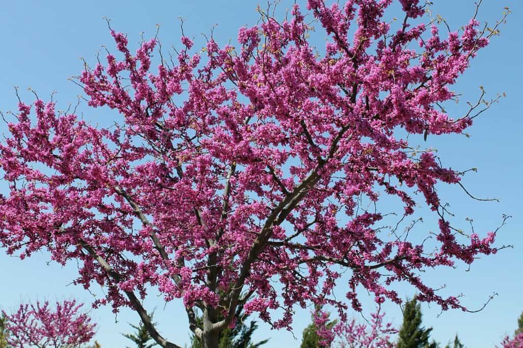 10 Best Fertilizer For Redbud Trees - FarmTilling