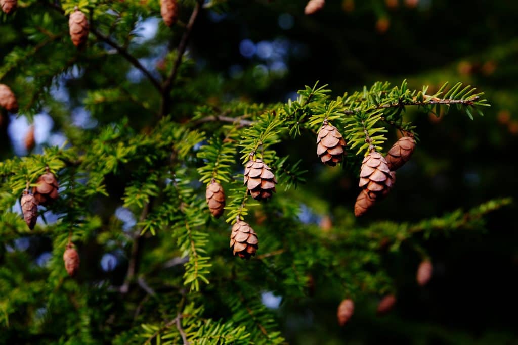 Hemlock Tree Symbolism Update In 2025 - FarmTilling