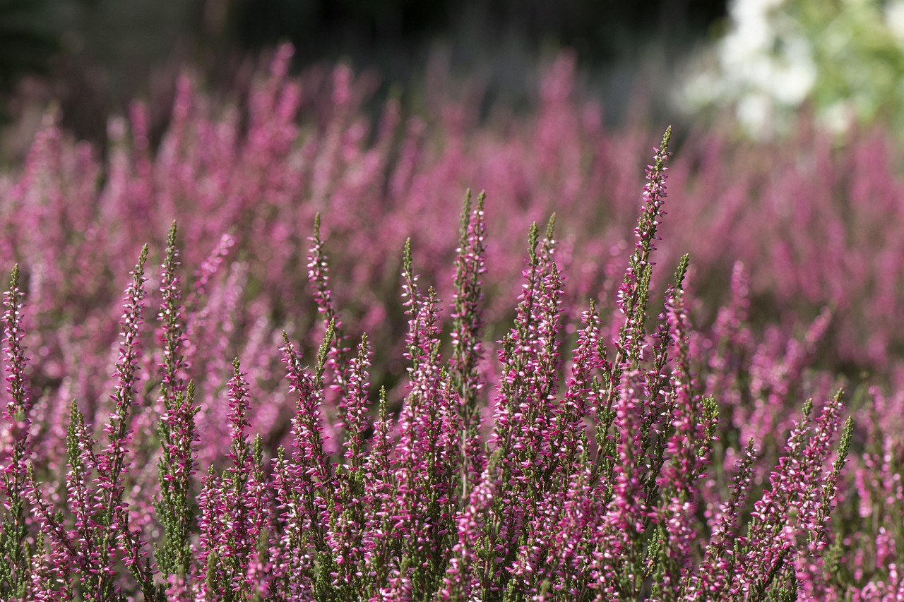 20 Best Fertilizer For Heather - FarmTilling