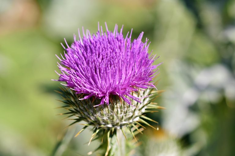 10 Best Herbicide For Russian Thistle - FarmTilling