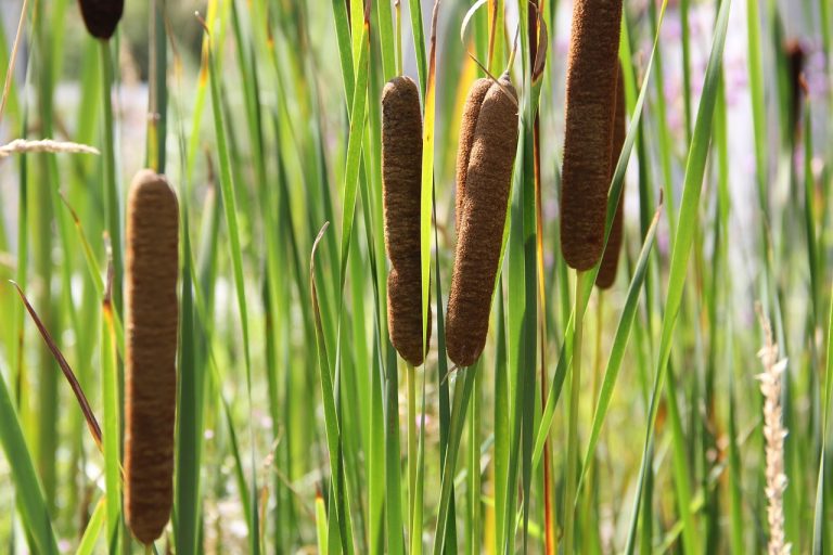 12 Best Cattail Removal Equipment - FarmTilling
