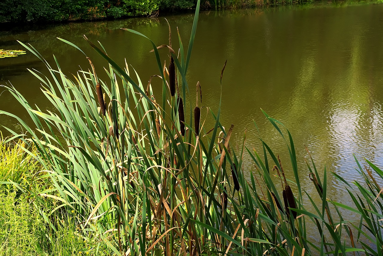 Does Diquat Kill Cattails In Ponds? - FarmTilling