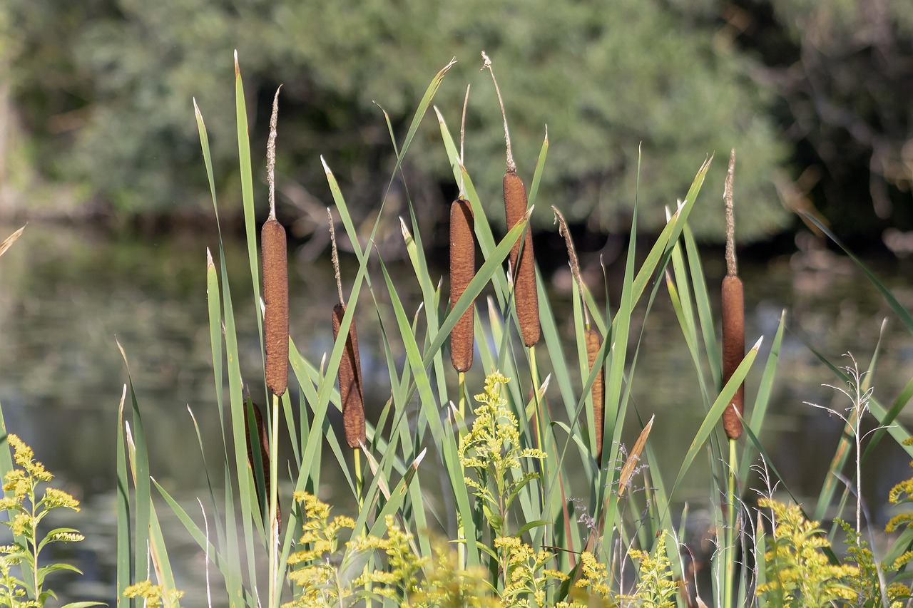 How Do You Keep Cattails From Growing Back? - FarmTilling