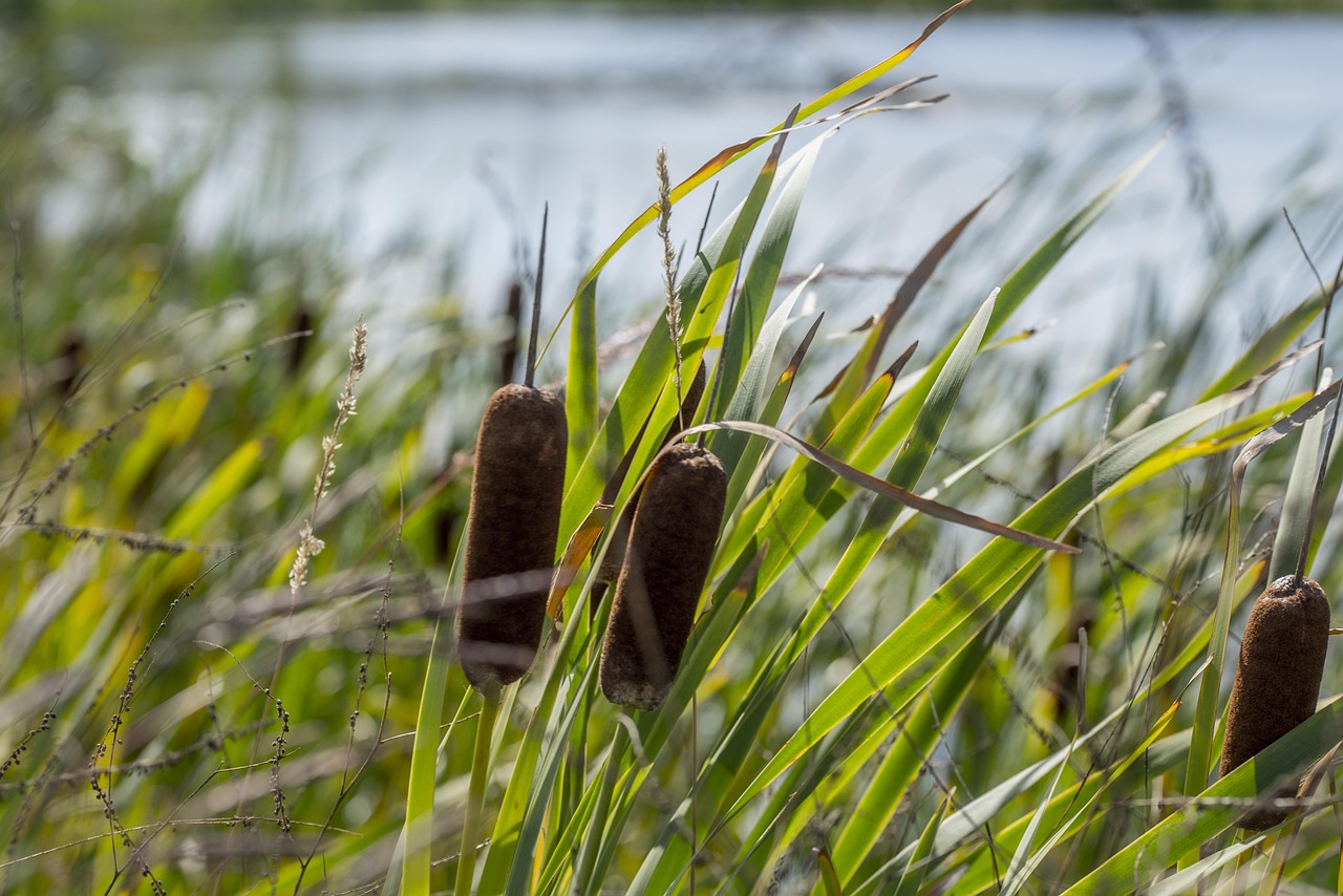How To Get Rid Of Cattails In My Pond Without Killing Fish? - FarmTilling