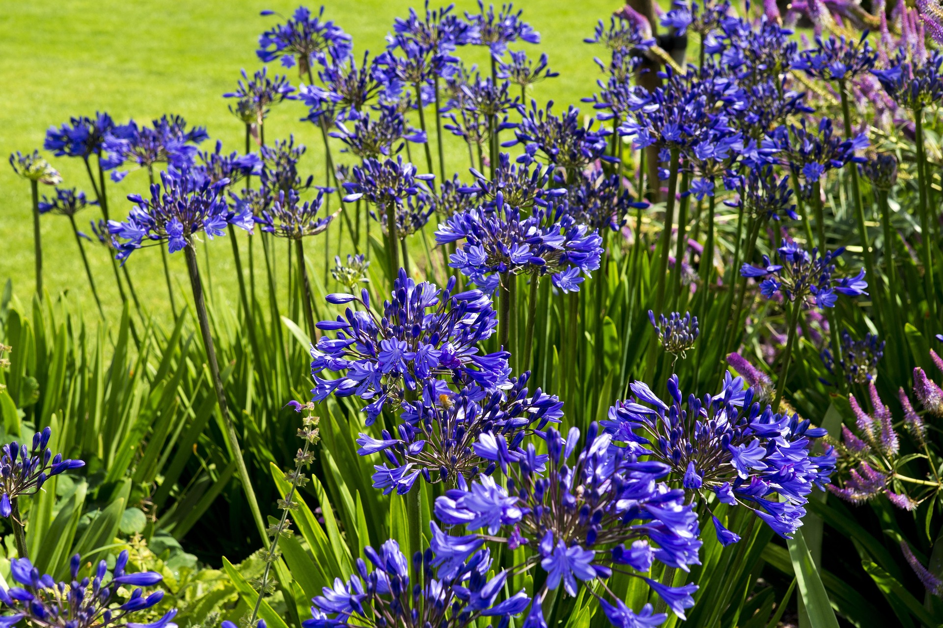 10 Best Herbicide for Agapanthus - FarmTilling
