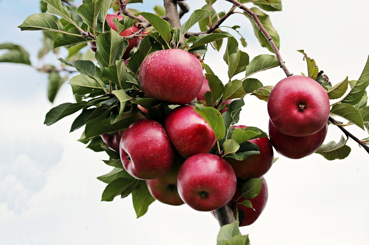 20 Best Fertilizer For Apple trees - FarmTilling