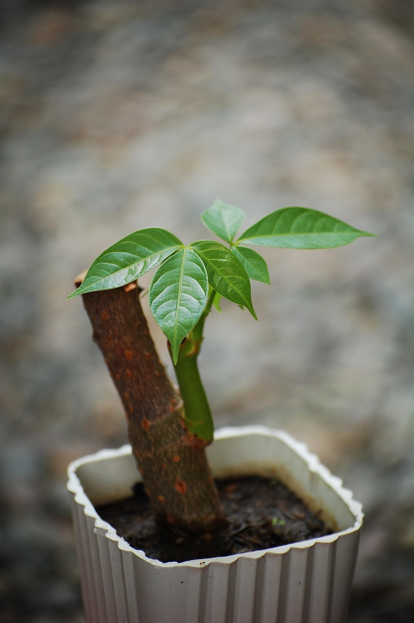 10 Best Fertilizer For Money Tree Plant - FarmTilling