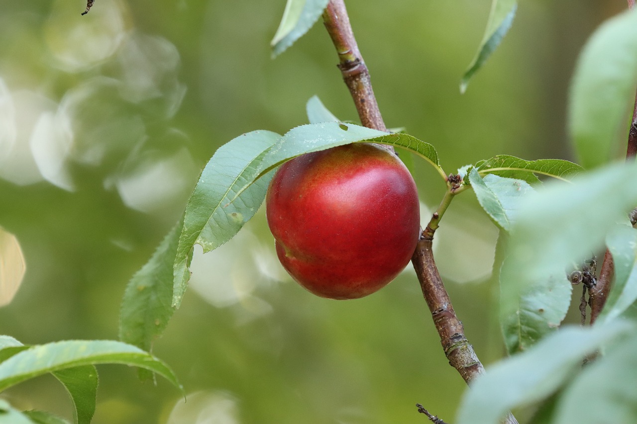10 Best Fertilizer For Nectarine Trees - FarmTilling