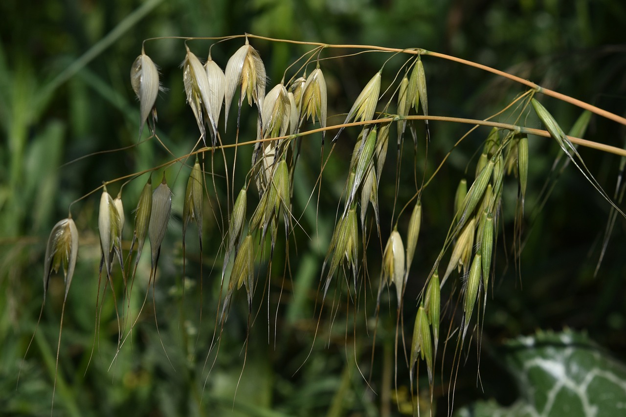 10 Best Fertilizer for Forage Oats - FarmTilling