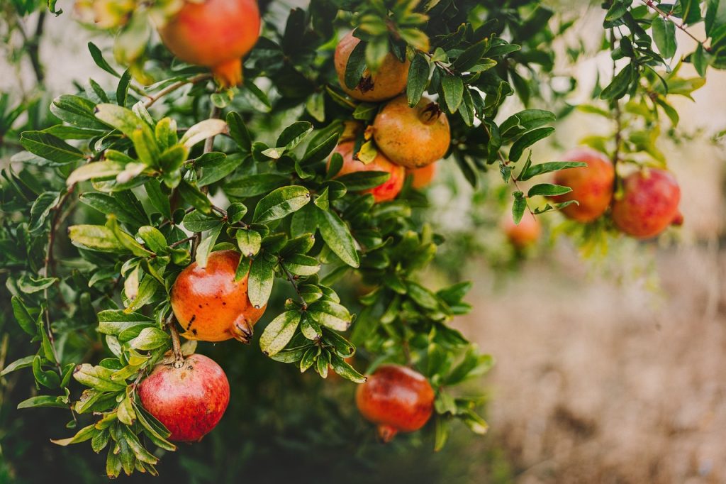 15 Best Fertilizer For Ancient Fruit - FarmTilling