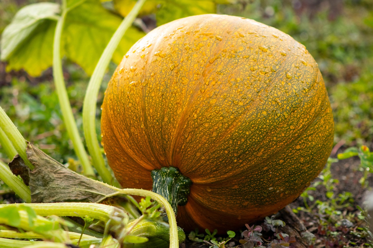 20 Best Fungicide For Pumpkins - FarmTilling