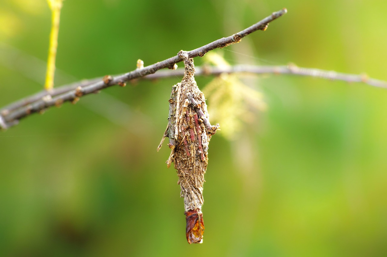 10 Best Insecticide For Bagworms - FarmTilling