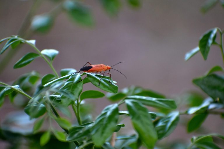 10 Best Insecticide For Boxelder Bugs - FarmTilling