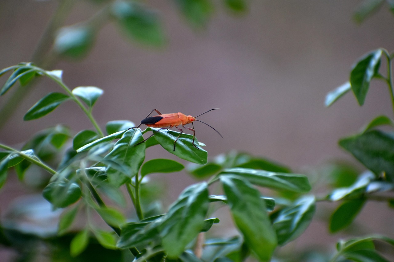 10 Best Insecticide For Boxelder Bugs - FarmTilling