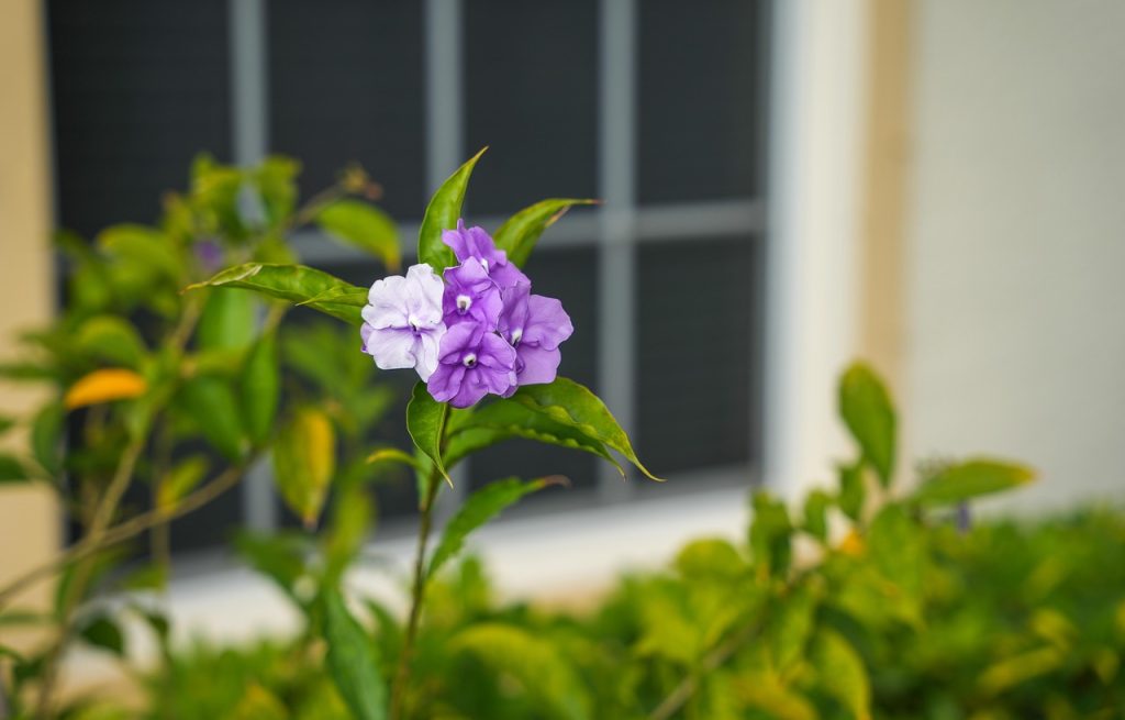 Can You Grow A Cutting From A Yesterday-Today-And-Tomorrow Plant ...