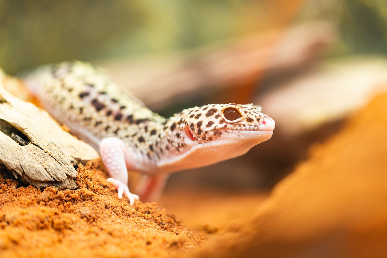 Can You Leave A Heat Lamp On All Night For Leopard Gecko? - FarmTilling