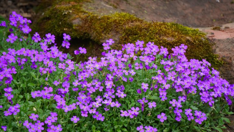 Drought-Tolerant Ground Cover You Can Walk On - FarmTilling
