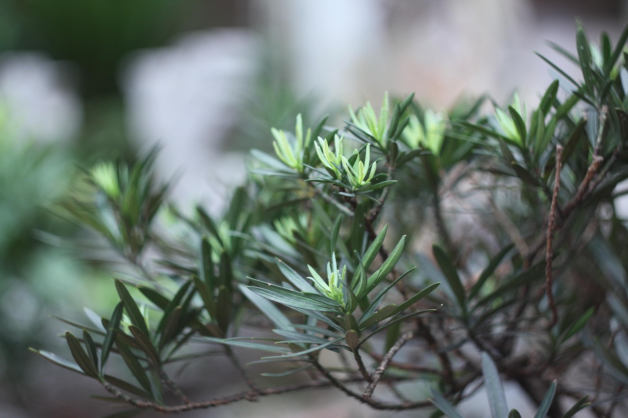 How Do You Know If Your Podocarpus Has Root Rot? - FarmTilling