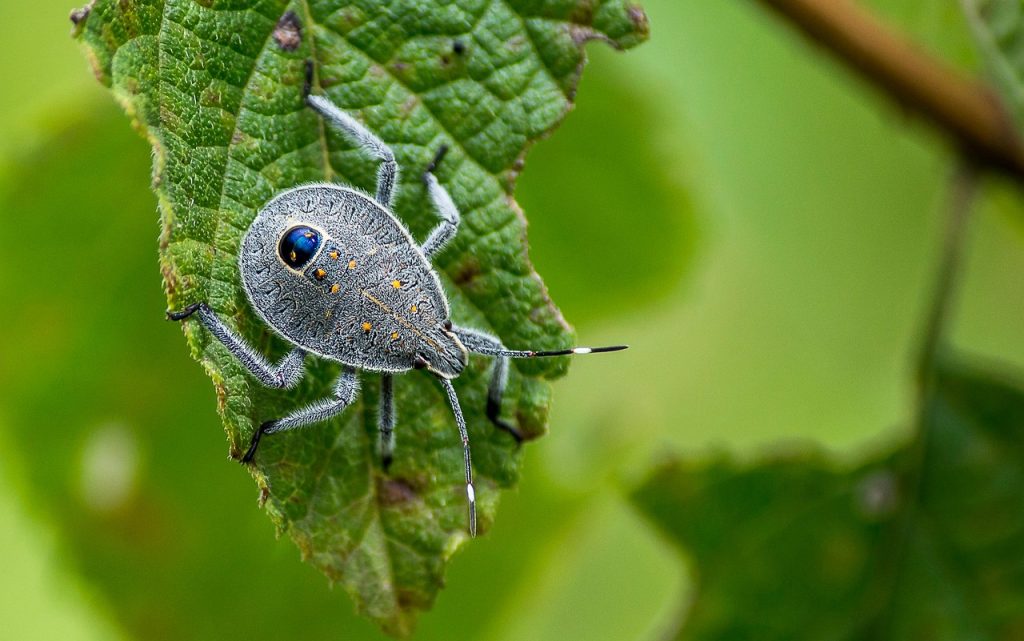 How Fast Does Bifenthrin Kill Stink Bugs? - FarmTilling