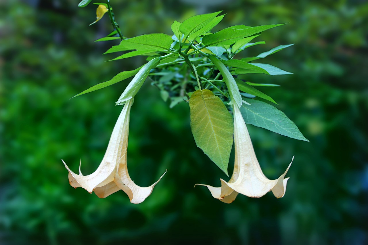 How To Grow Angel Trumpets From Cuttings - FarmTilling