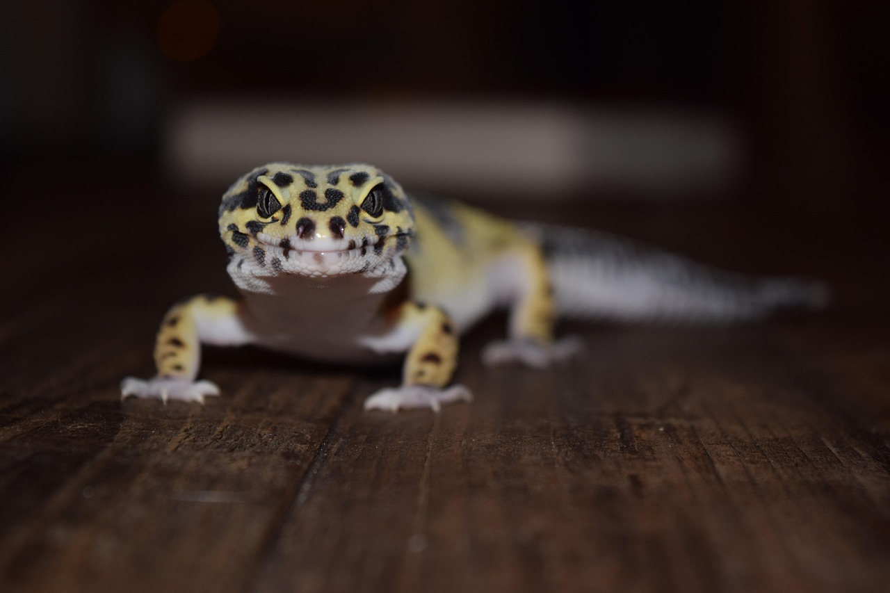 Should Leopard Geckos Have A Heat Mat Or Lamp? - FarmTilling