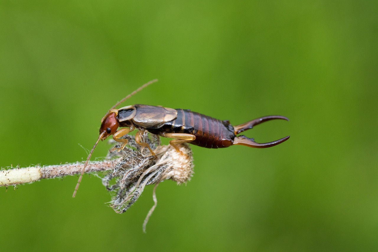 What Are Earwigs A Warning Of? - FarmTilling