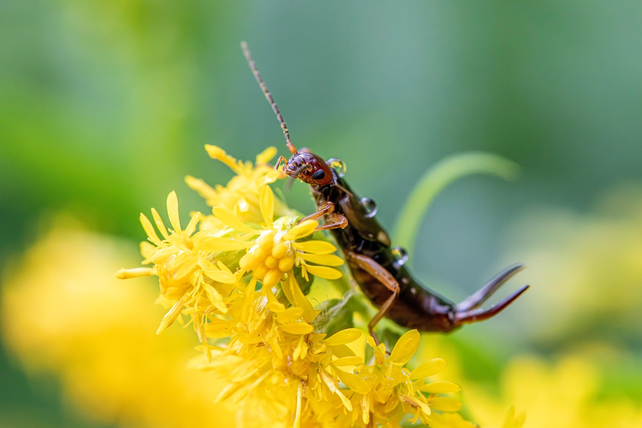 What Are The Problems With Earwigs? - FarmTilling