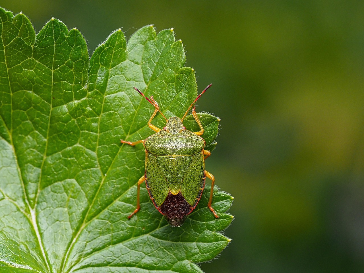 What Attracts Stink Bugs To Humans? - FarmTilling
