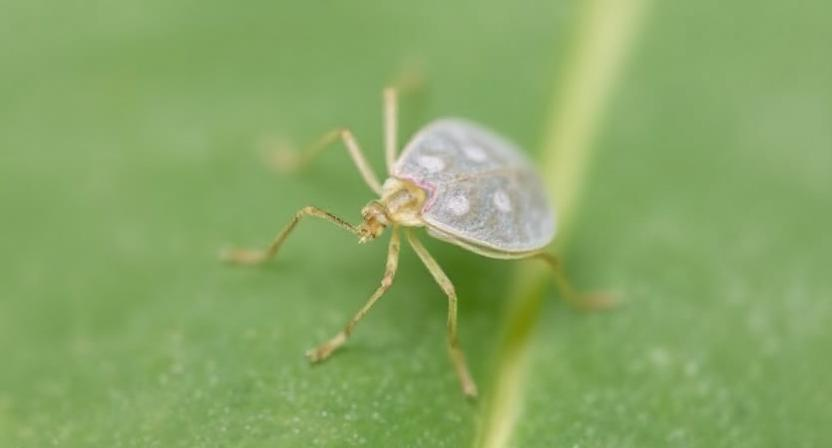What Causes A Lace Bug? Find 10 Best Things - FarmTilling