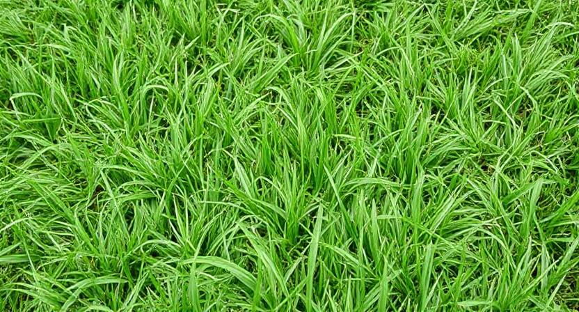 What Do You Mix With Annual Ryegrass? Find10 Best Things - FarmTilling