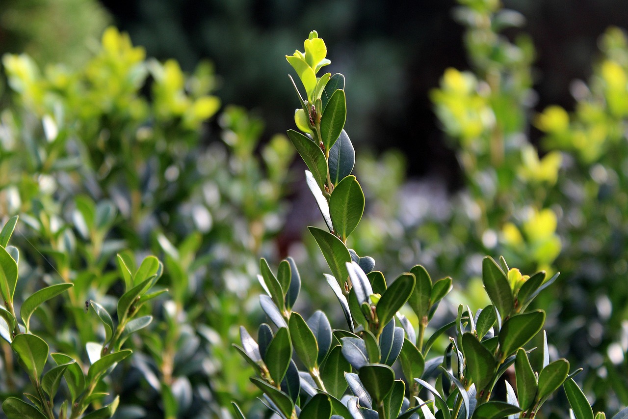 What Does Winter Burn Look Like On Boxwoods? - FarmTilling
