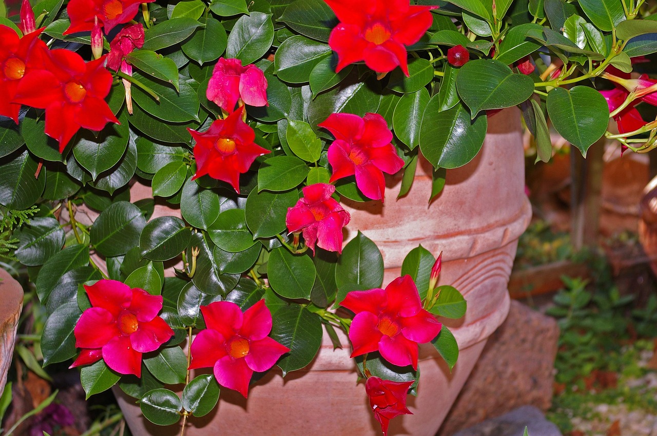 Where Is The Best Place To Plant A Mandevilla? Find 10 Best Places ...