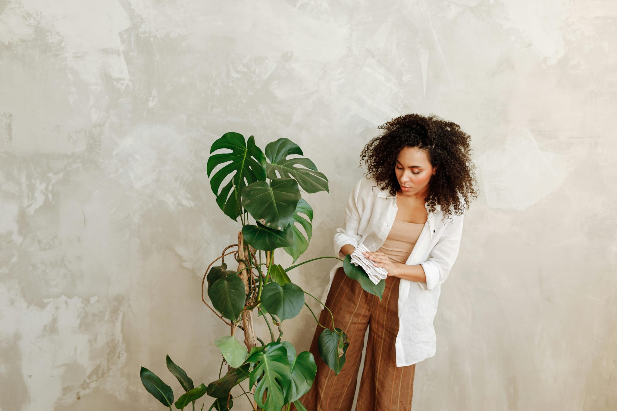 Where Is The Best Place To Put A Swiss Cheese Plant? - FarmTilling
