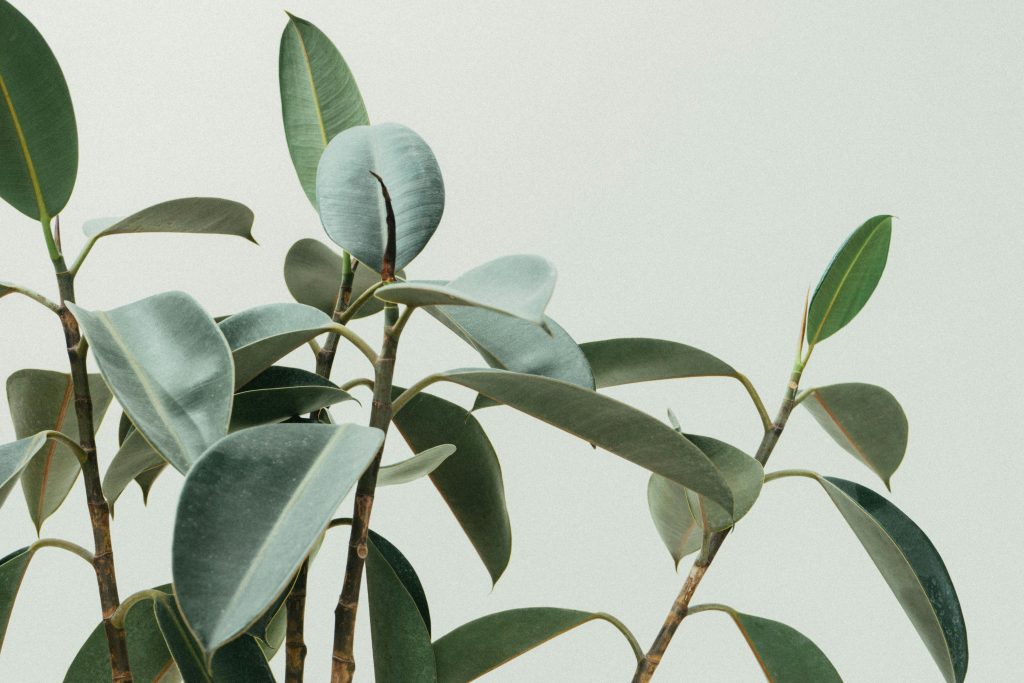 Why Are The Leaves On My Rubber Plant Turning Yellow? - FarmTilling