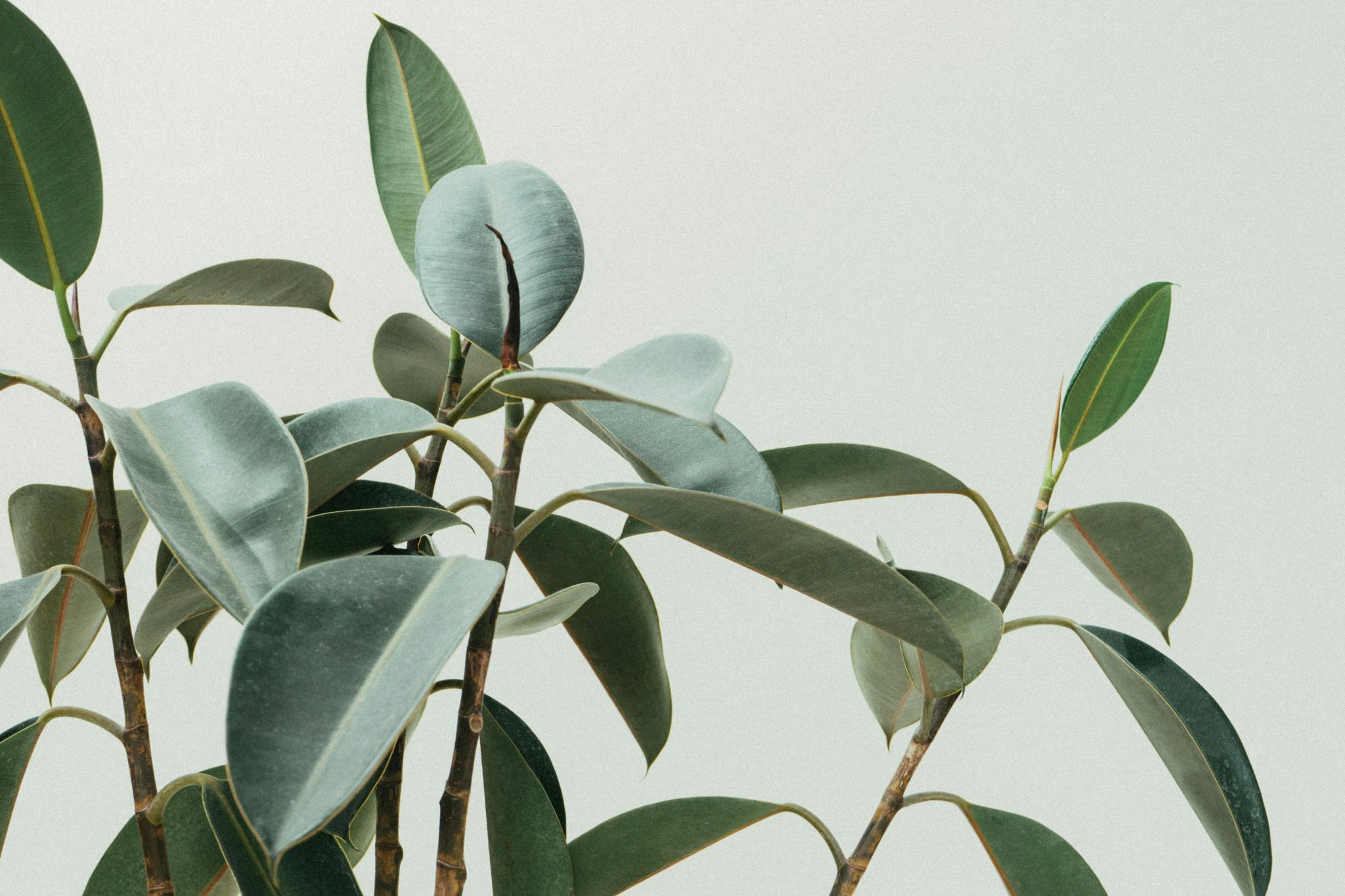 Why Are The Leaves On My Rubber Plant Turning Yellow? - FarmTilling