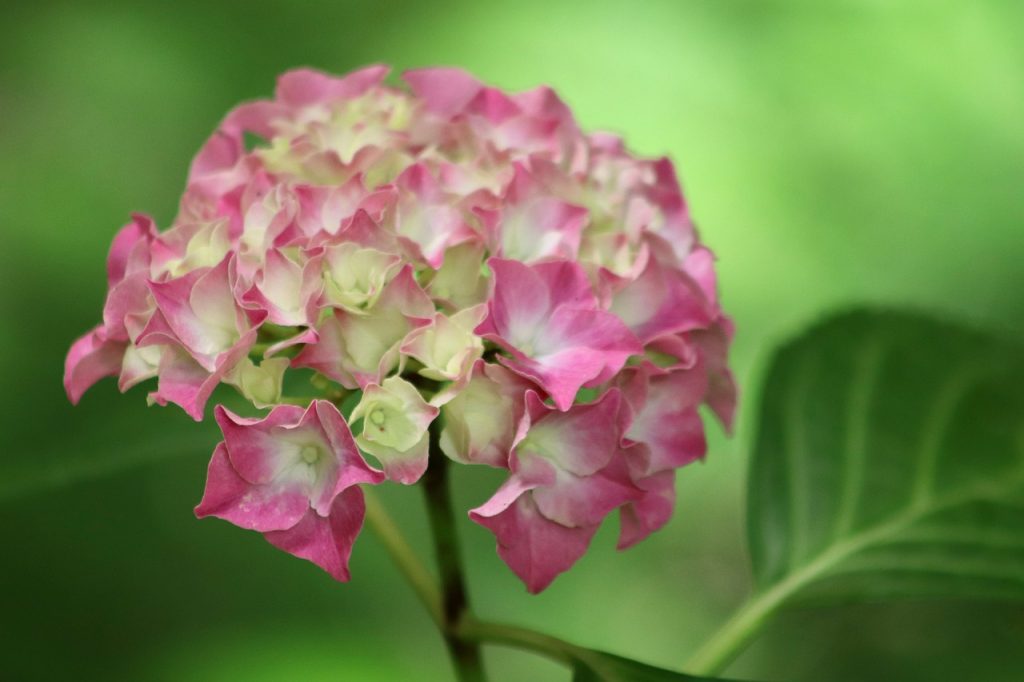 Best Fertilizer For Hydrangeas Australia - FarmTilling