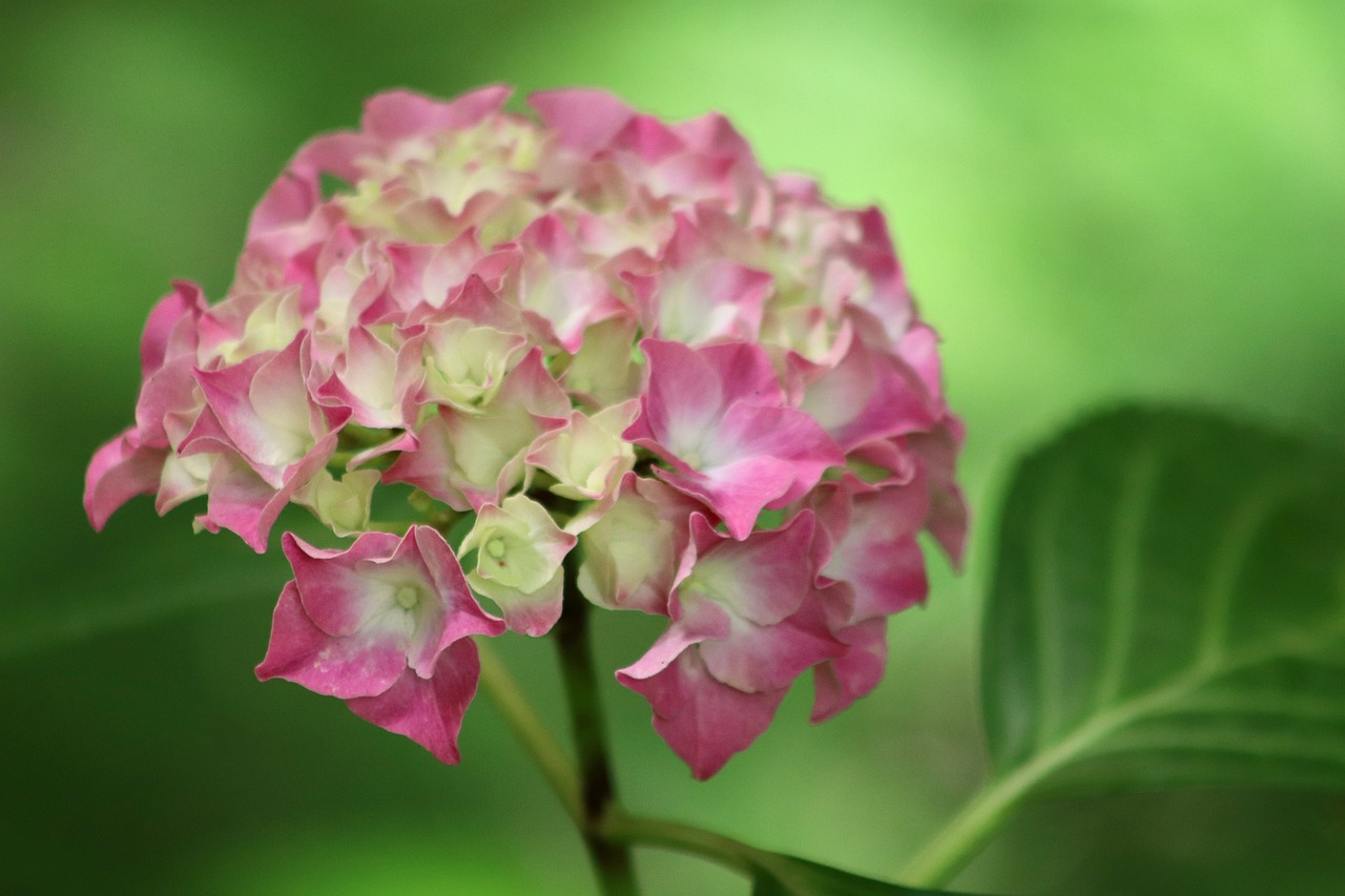 Best Fertilizer For Hydrangeas Australia - FarmTilling