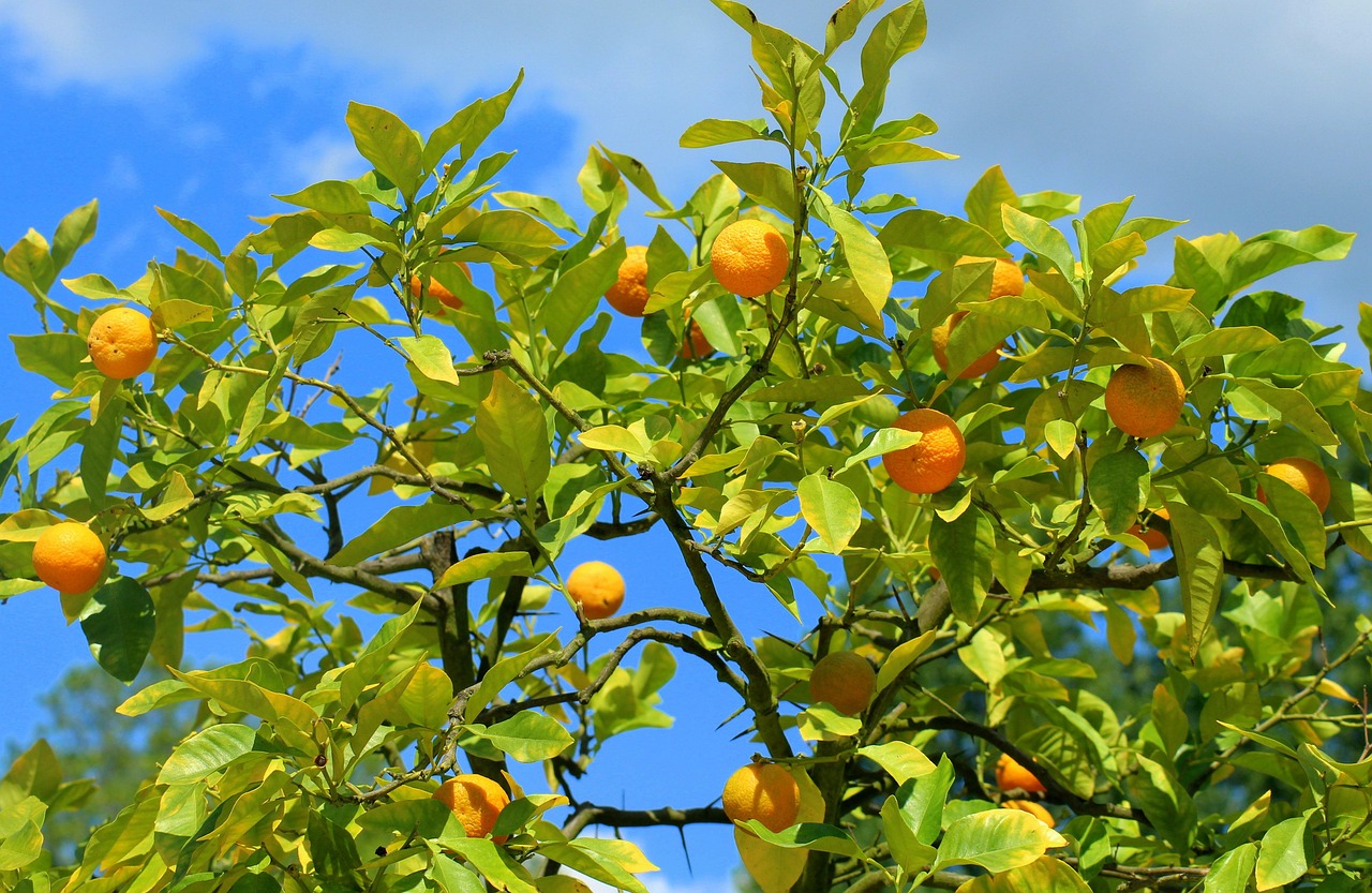 10 Best Fruit Trees To Grow In Alaska - FarmTilling