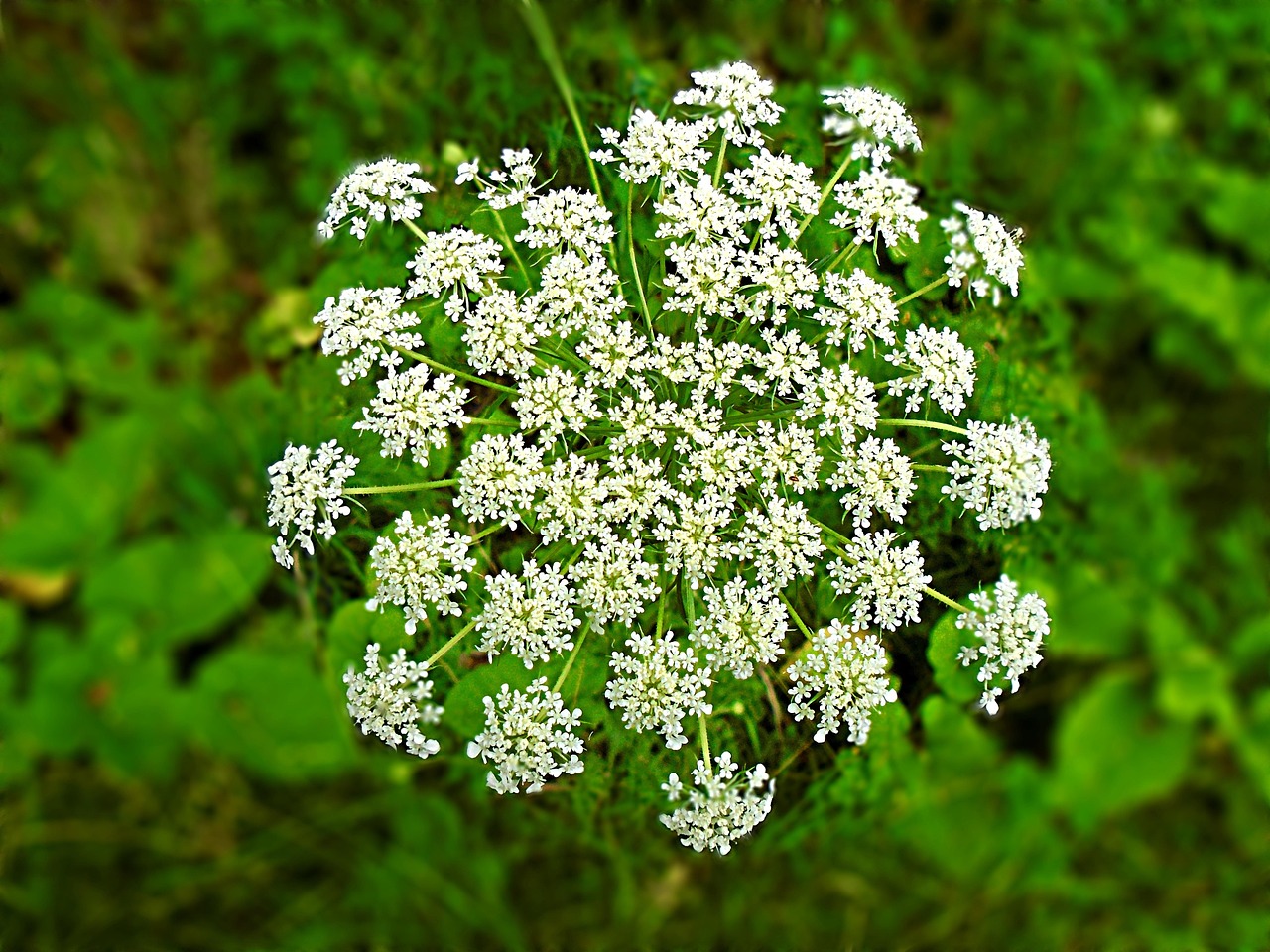 How Do You Eradicate Poison Hemlock? Find 10 Best Ways - FarmTilling