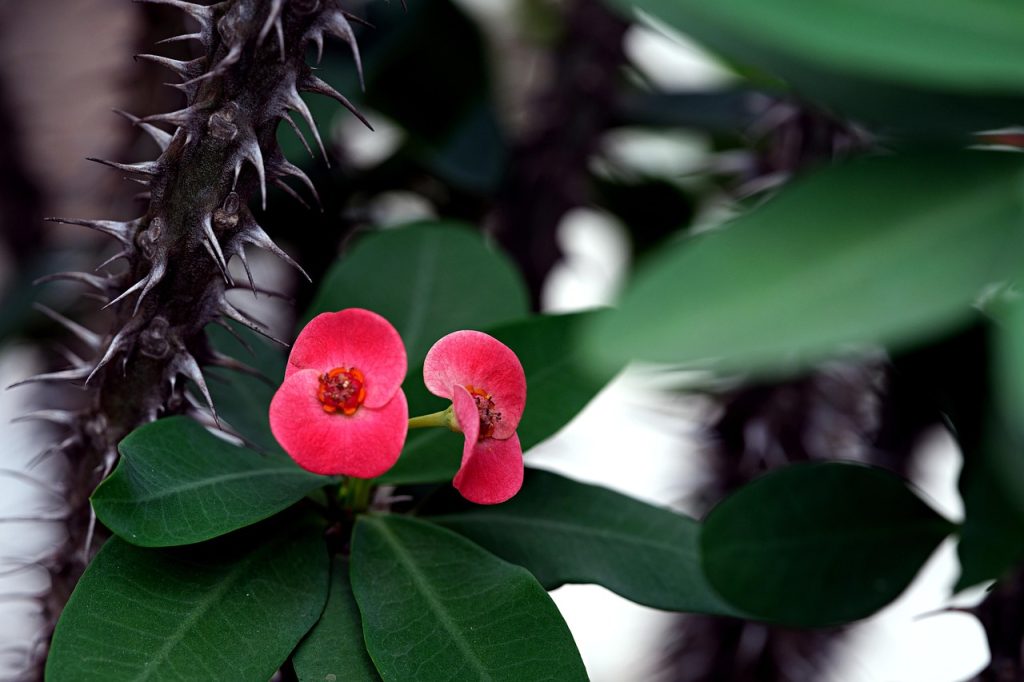 What Does the Crown of Thorns Flower Symbolize? - FarmTilling