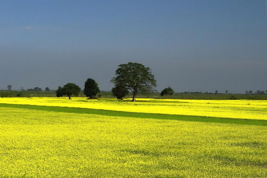 What Is Special About A Mustard Tree? - FarmTilling