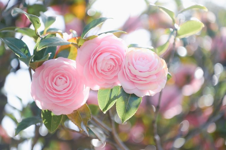 Why Is Alabama's State Flower The Camellia? - FarmTilling