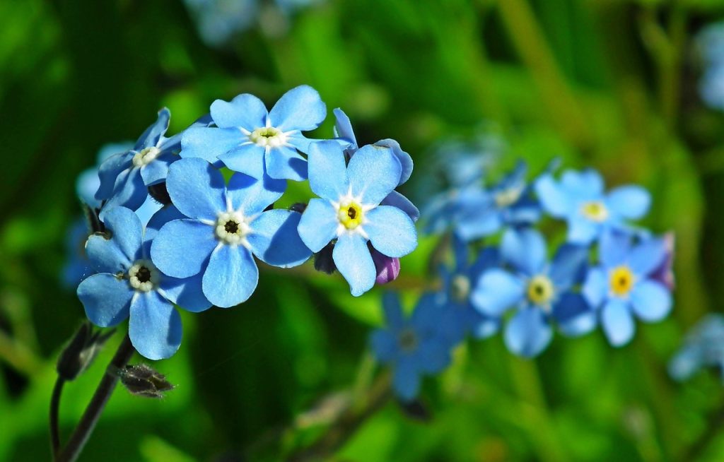 Why Is Forget-Me-Not Alaska State Flower? - FarmTilling