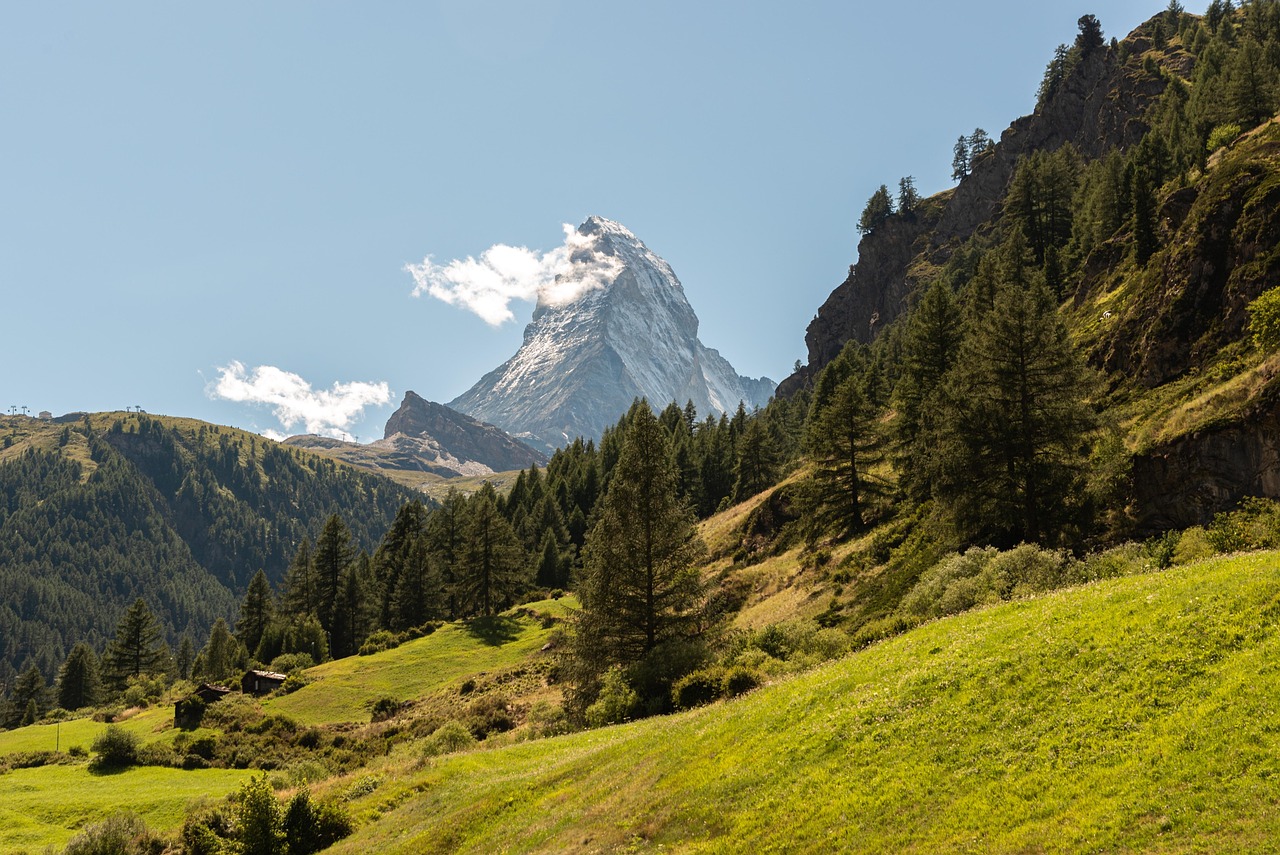 20 Best Trees For Agroforestry - FarmTilling